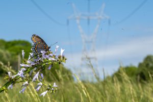 National Grid Environmental Stewardship | ACRT Services BIOaudit ...
